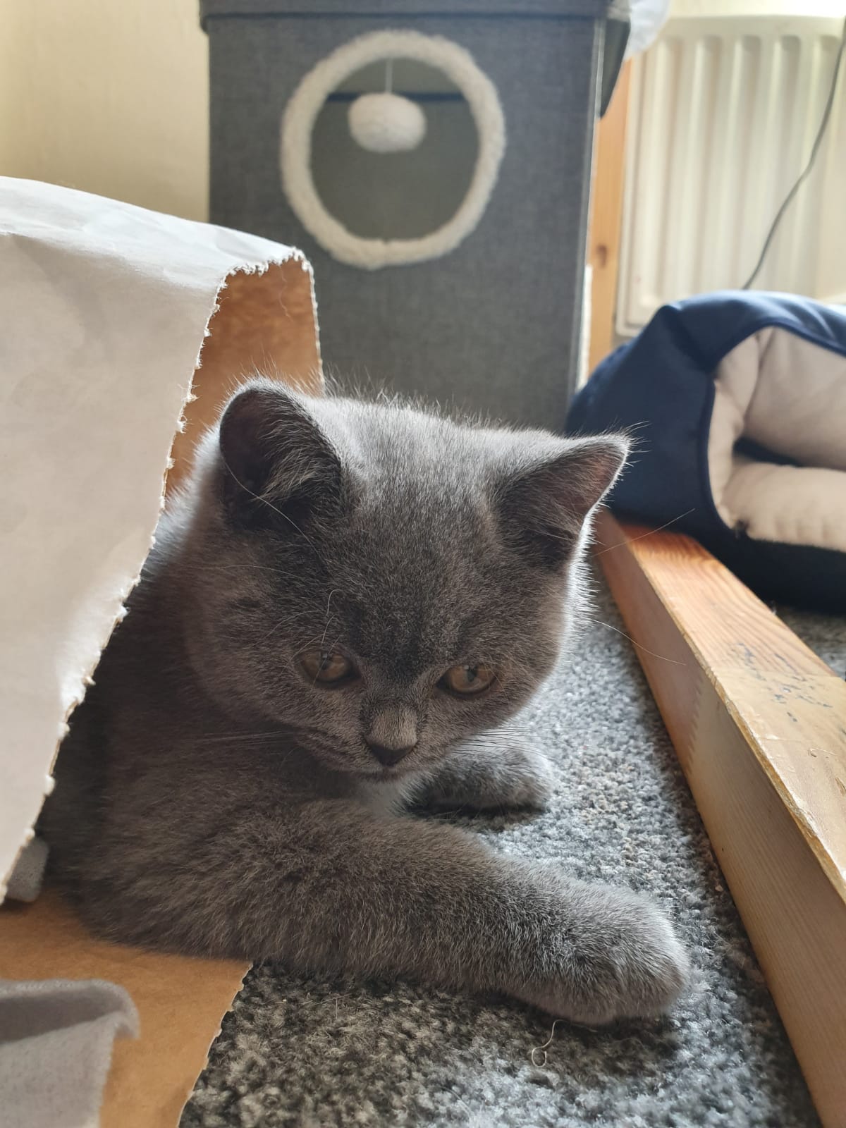 Neptune – boy (Purple) – CosmoBlue Kittens