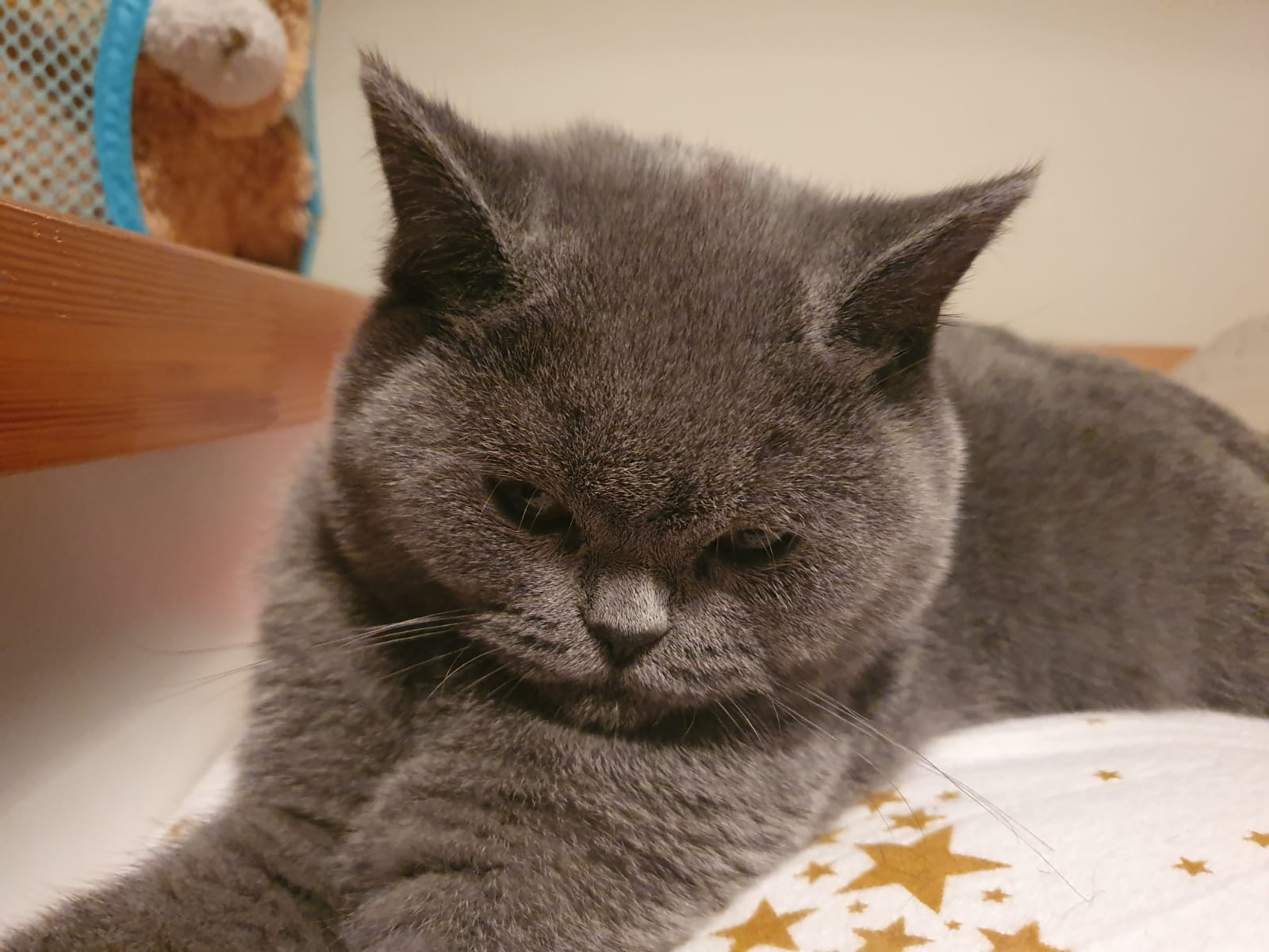 Neptune – boy (Purple) – CosmoBlue Kittens