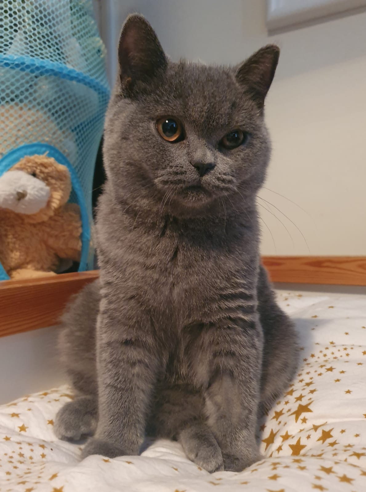 Neptune – boy (Purple) – CosmoBlue Kittens