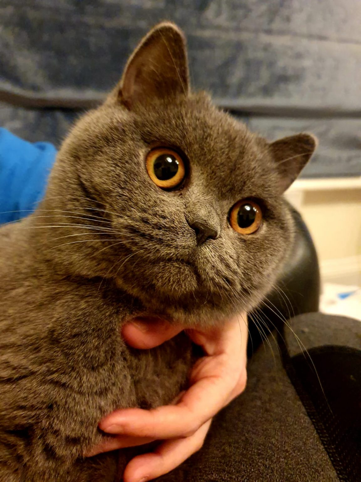 Neptune – boy (Purple) – CosmoBlue Kittens