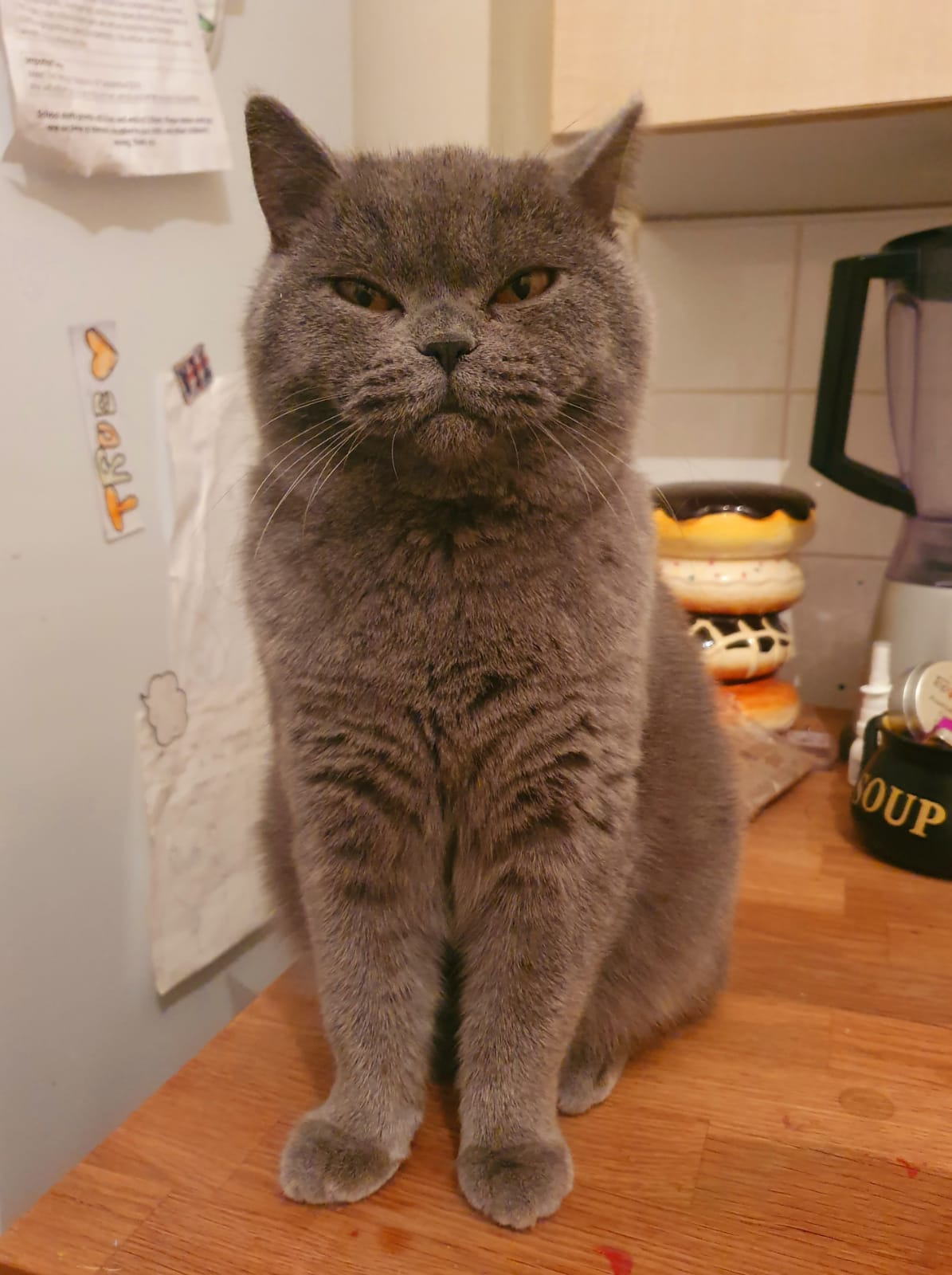 Neptune – boy (Purple) – CosmoBlue Kittens